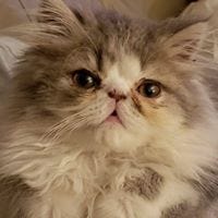 Michelle LaRocque Kelly – Medium