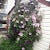 Shari Harrison – Medium