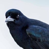 Don Carlson – Medium