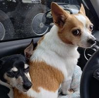 Patti Drake – Medium