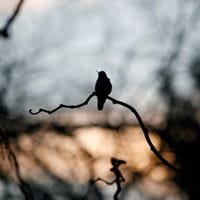 Jennifer Hope Anderson – Medium