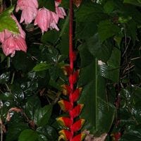 John White – Medium