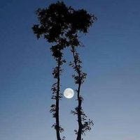 James Bong – Medium