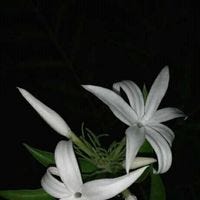 Prerona Ghosh – Medium