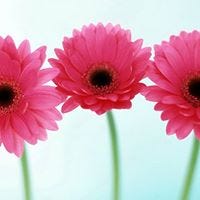 About – Lisa Rosen – Medium