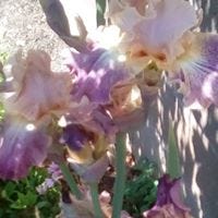 Sandy Morrison – Medium