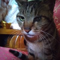 Rita Liang – Medium