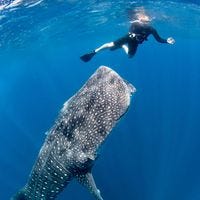 Robert Lauth – Medium