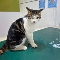 Temuulen Tamir – Medium