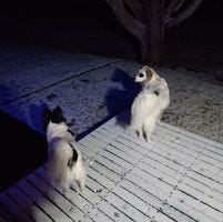 Ian Ferguson – Medium