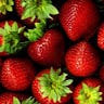 Grass Berry – Medium