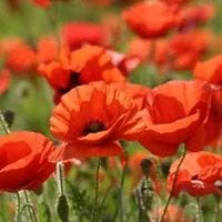 Paul Hanson – Medium