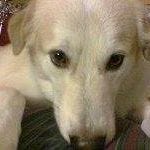 Shawn Outman – Medium