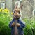 rabbit movie channel tv – Medium