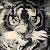 Tigre Rosa – Medium