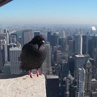 Jane Chilton – Medium