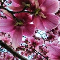 Lorinda Lam – Medium