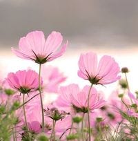 Aklima Islam – Medium