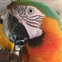 Lorraine S. Bennett – Medium