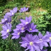 Amy Bonitz Palmer – Medium