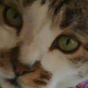 Lisa Constant – Medium