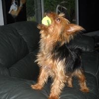 George Jonas – Medium