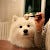 Yehan on Medium curated some lists