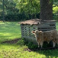 Sarah Schultz Halpin – Medium