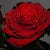 Willie rose – Medium