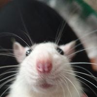 Emil Alexandru – Medium