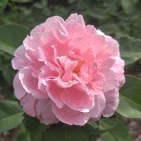 Violet Allen – Medium