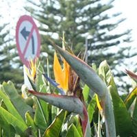 Alan Freeman – Medium