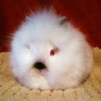 Ellen Scott – Medium