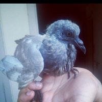 suuda – Medium