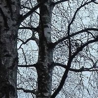 Diana Rita Møller – Medium