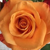 Elizabeth Meredith – Medium