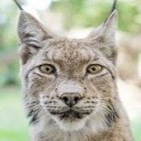 Steve Lynx – Medium