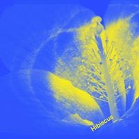 Tsomika Tsolmon – Medium