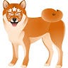 About – Doge Mask INU – Medium