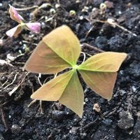 Morgan Callan Rogers – Medium