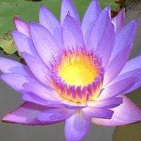 Thanam Vettivelu – Medium