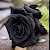 About – Mahnoor Gulzar – Medium