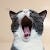 Lazybug – Medium
