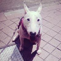 Milka Weng – Medium