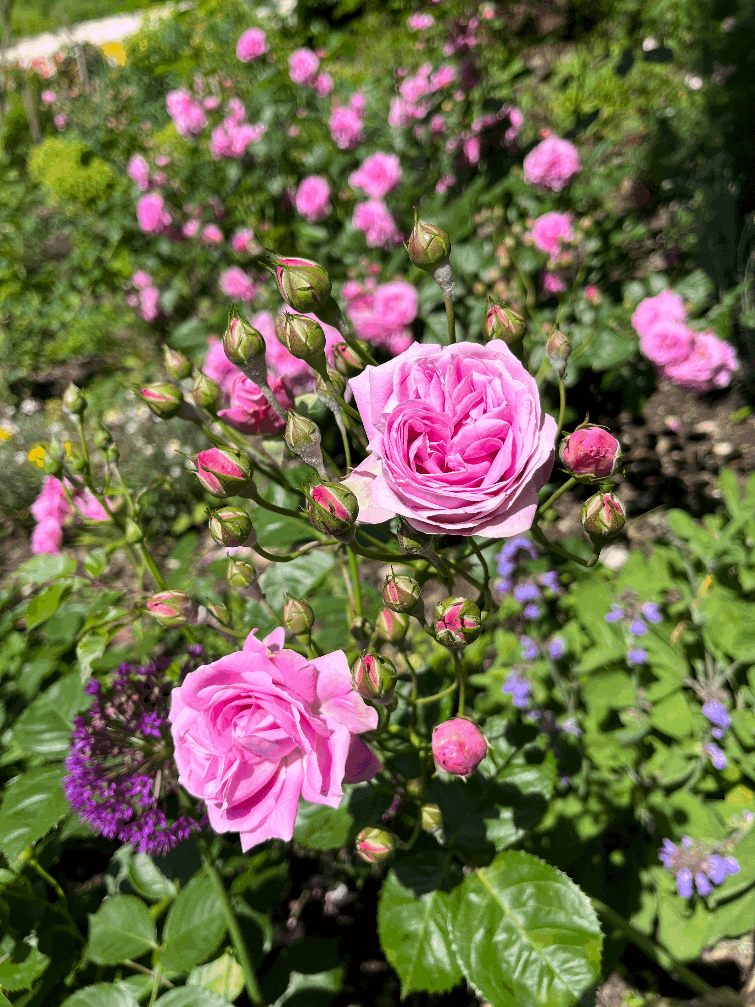 Astra Rose – Medium