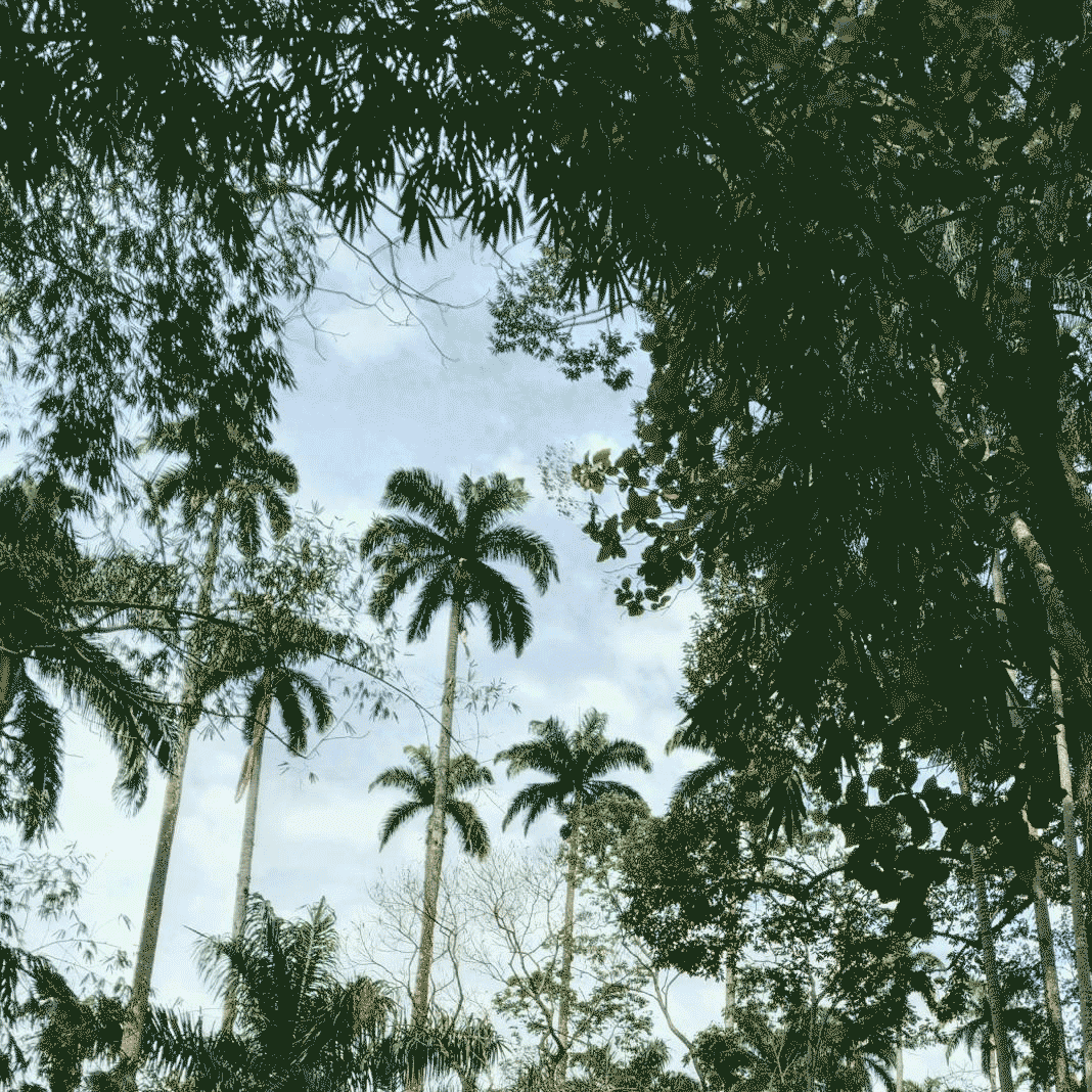 About – Soraya de Araújo Pinho – Medium