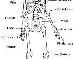 Your Amazing Body: A Super Skeleton! | by Shehab & Ibrahim | Apr, 2024 ...