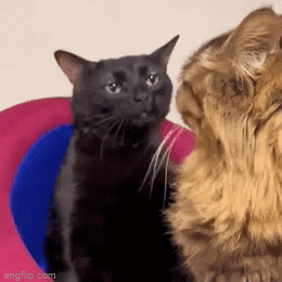 AI Explained Through Cat Memes!. A jargon-free explanation of ...