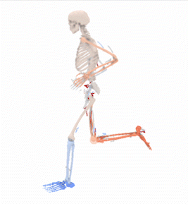 Thoughts on Physical Energy, Gait, and Exoskeletons | by Keenon Werling ...