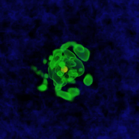 Create Your Own Volume Rendering (With Python) | by Philip Mocz | The ...